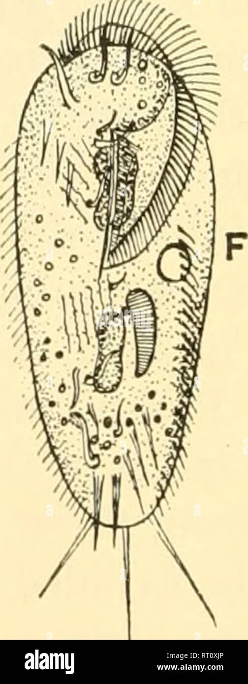. Animal biology. Zoology; Biology. Fig. 30.—Some forni.s of Infusoria ...