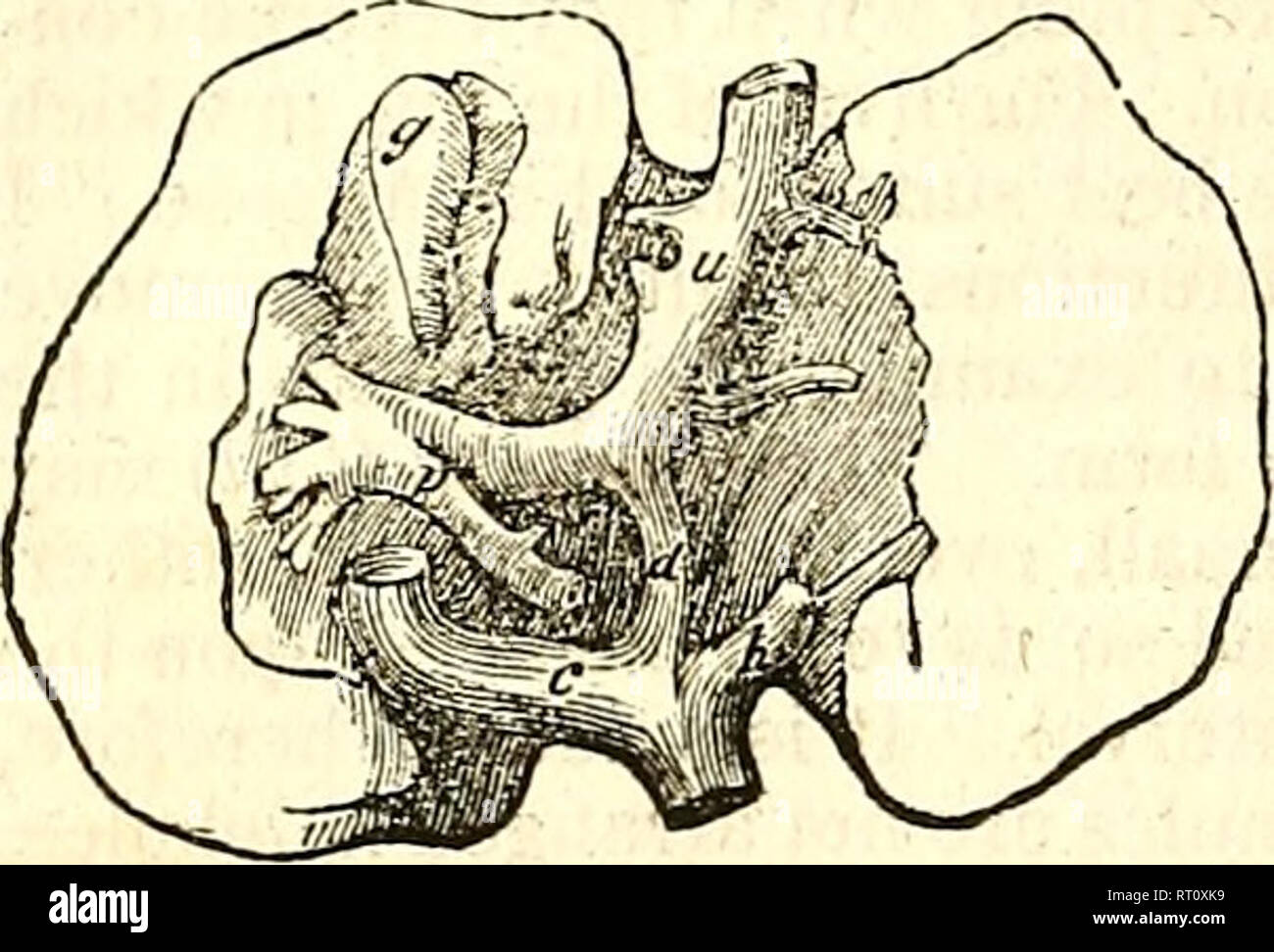 . The anatomy of the human body. Human anatomy; Anatomy. 392 ...