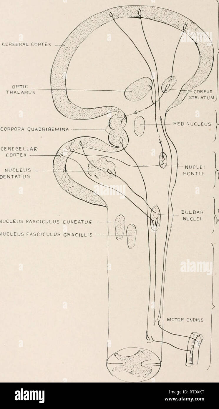 Brain motor cortex pathways hi-res stock photography and images - Alamy
