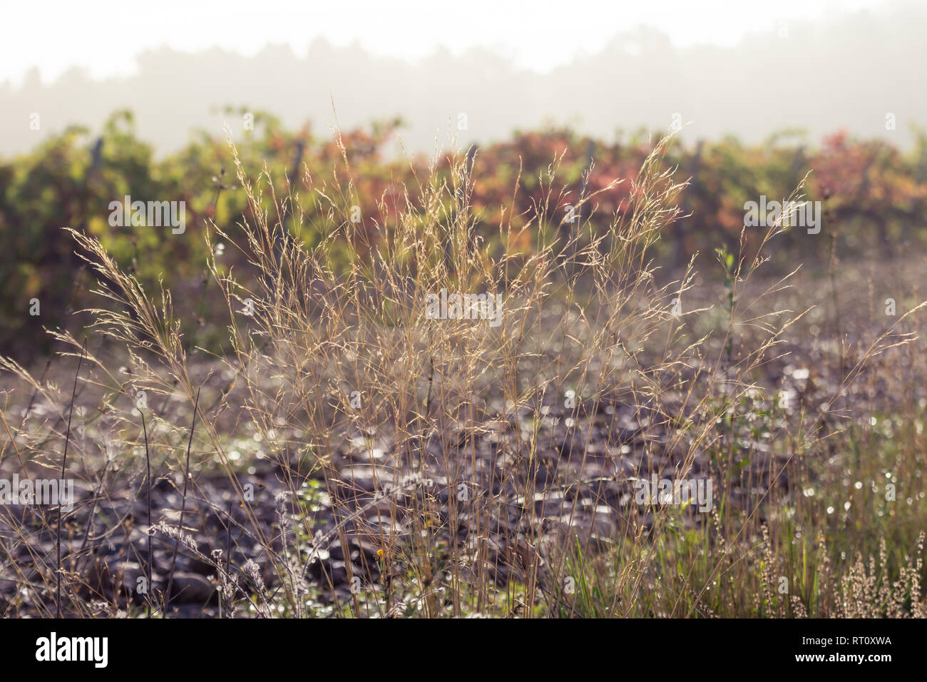 World environment day concept: Rural landscape at morning Stock Photo ...