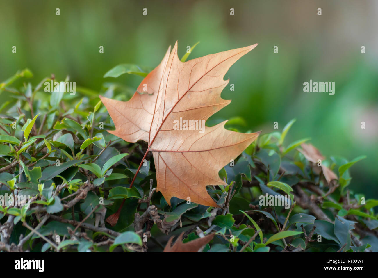 Dry Green Leaves