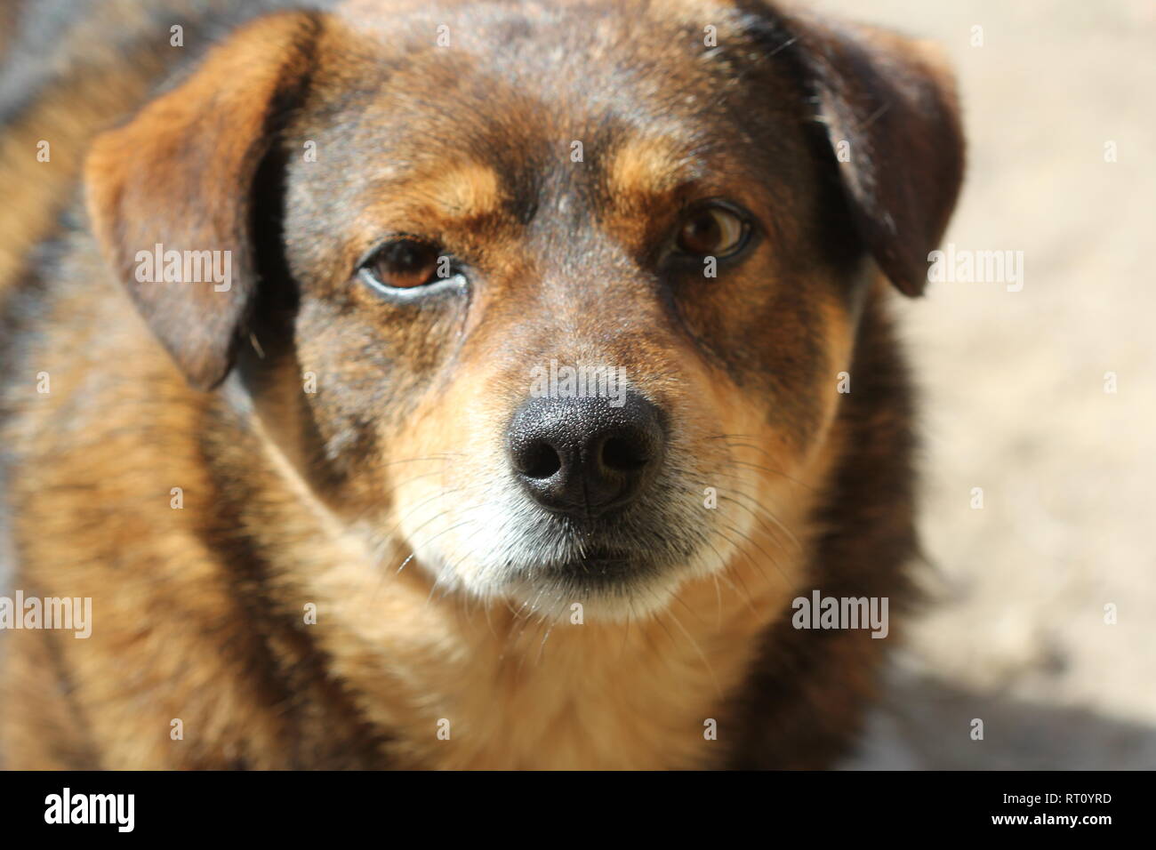 Sad brown homeless dog in a shelter for dogs Stock Photo - Alamy