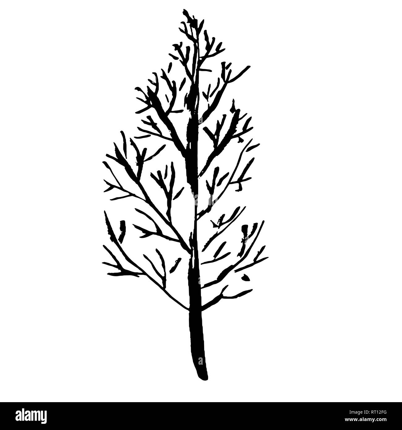 Tree silhouette. Hand drawn vector illustration Stock Vector Image ... Tree silhouette. Hand drawn vector illustration Stock Vector Image ...