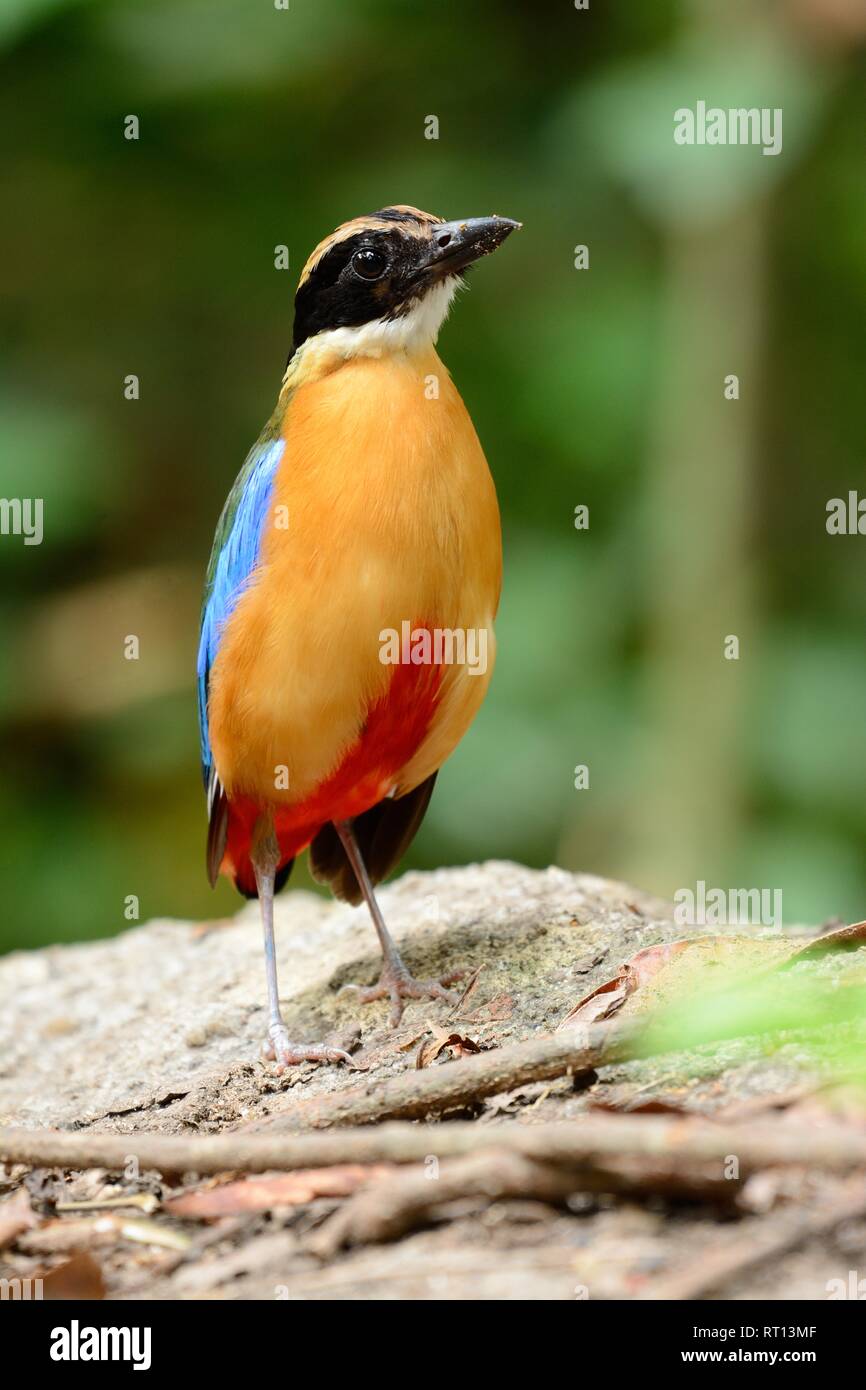 beautiful Blue-winged Pitta(Pitta moluccensis) in Thai forest Stock ...