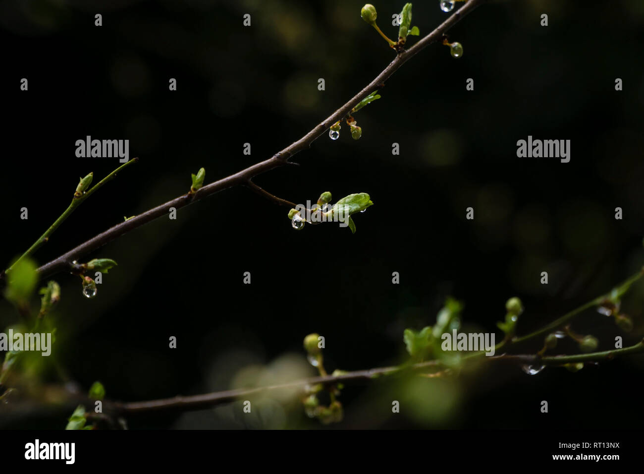 Rain drops on the leaf of a plant hi-res stock photography and images ...