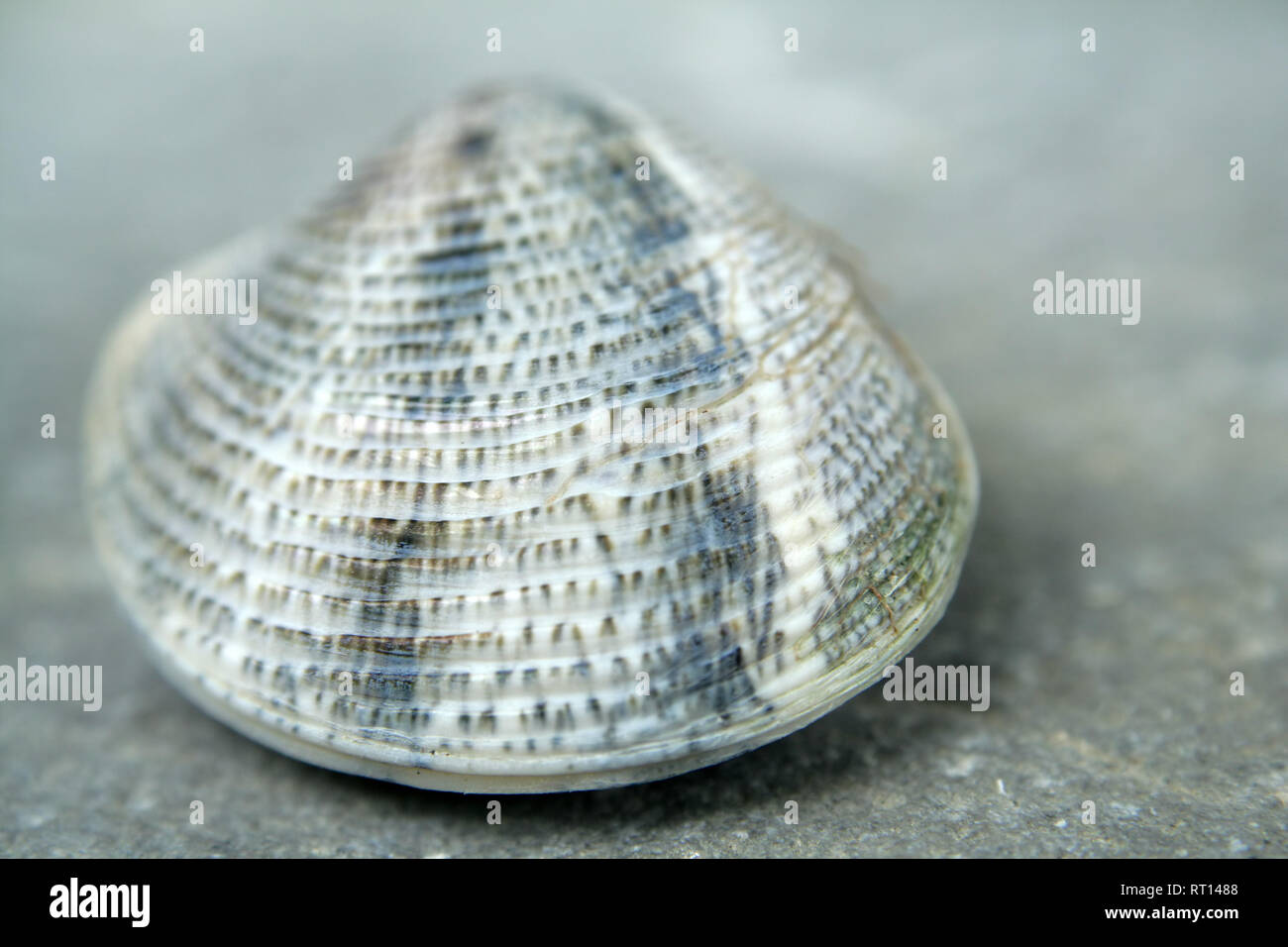 Shell rich beach hi-res stock photography and images - Alamy