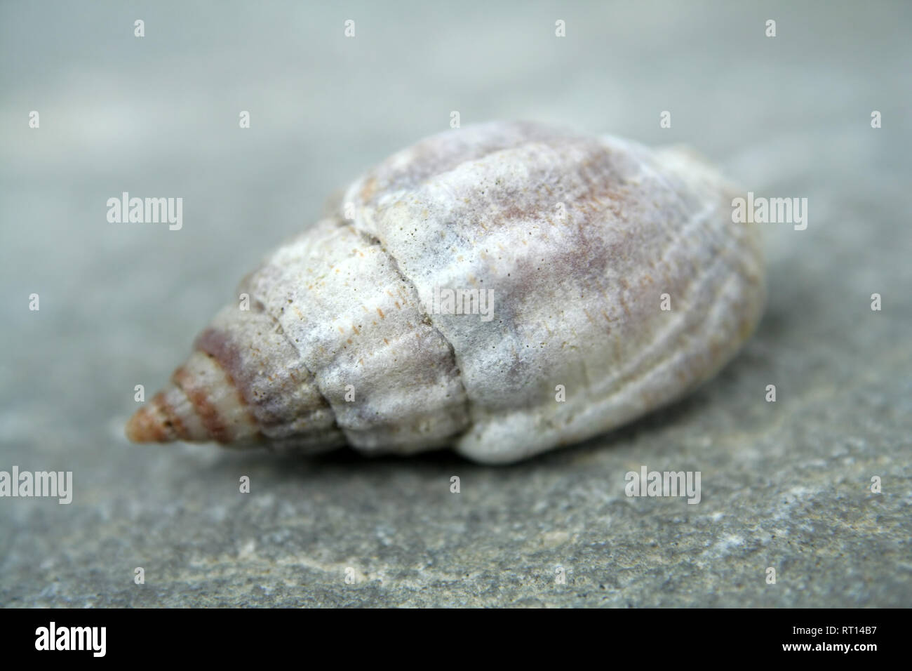 Pearl shells in underwater hi-res stock photography and images - Alamy