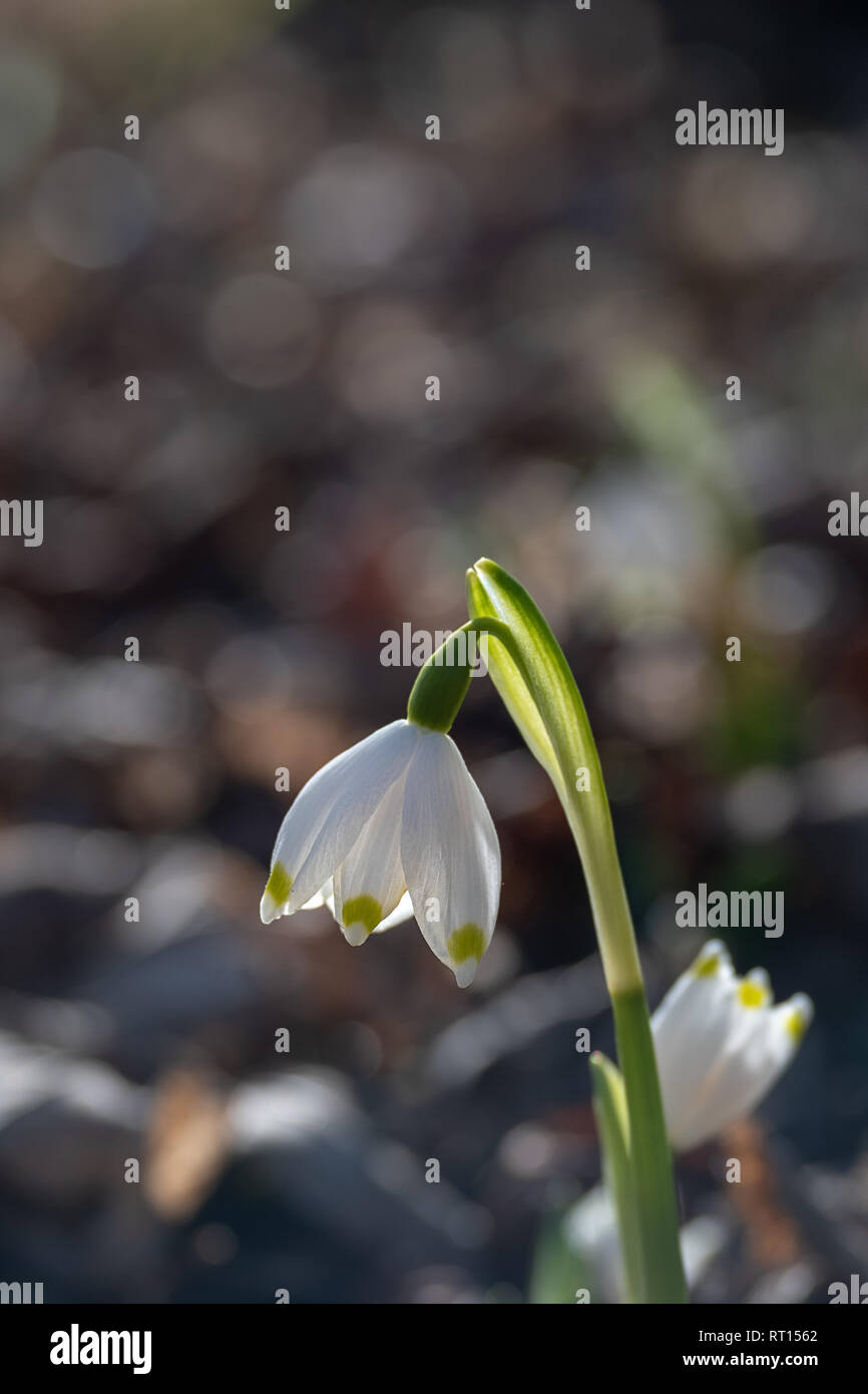 Sring hi-res stock photography and images - Alamy