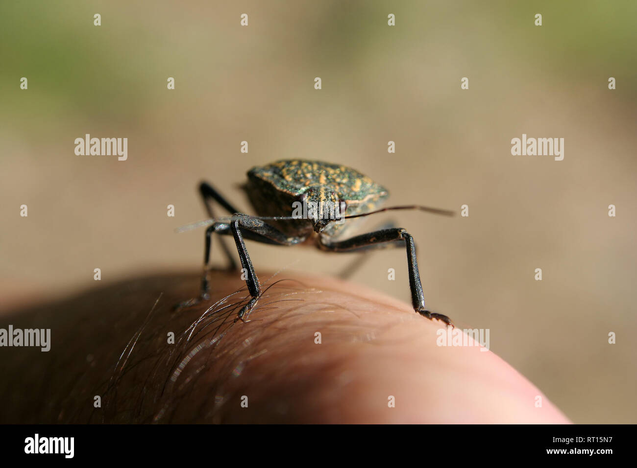 a bug walking on hand Stock Photo - Alamy