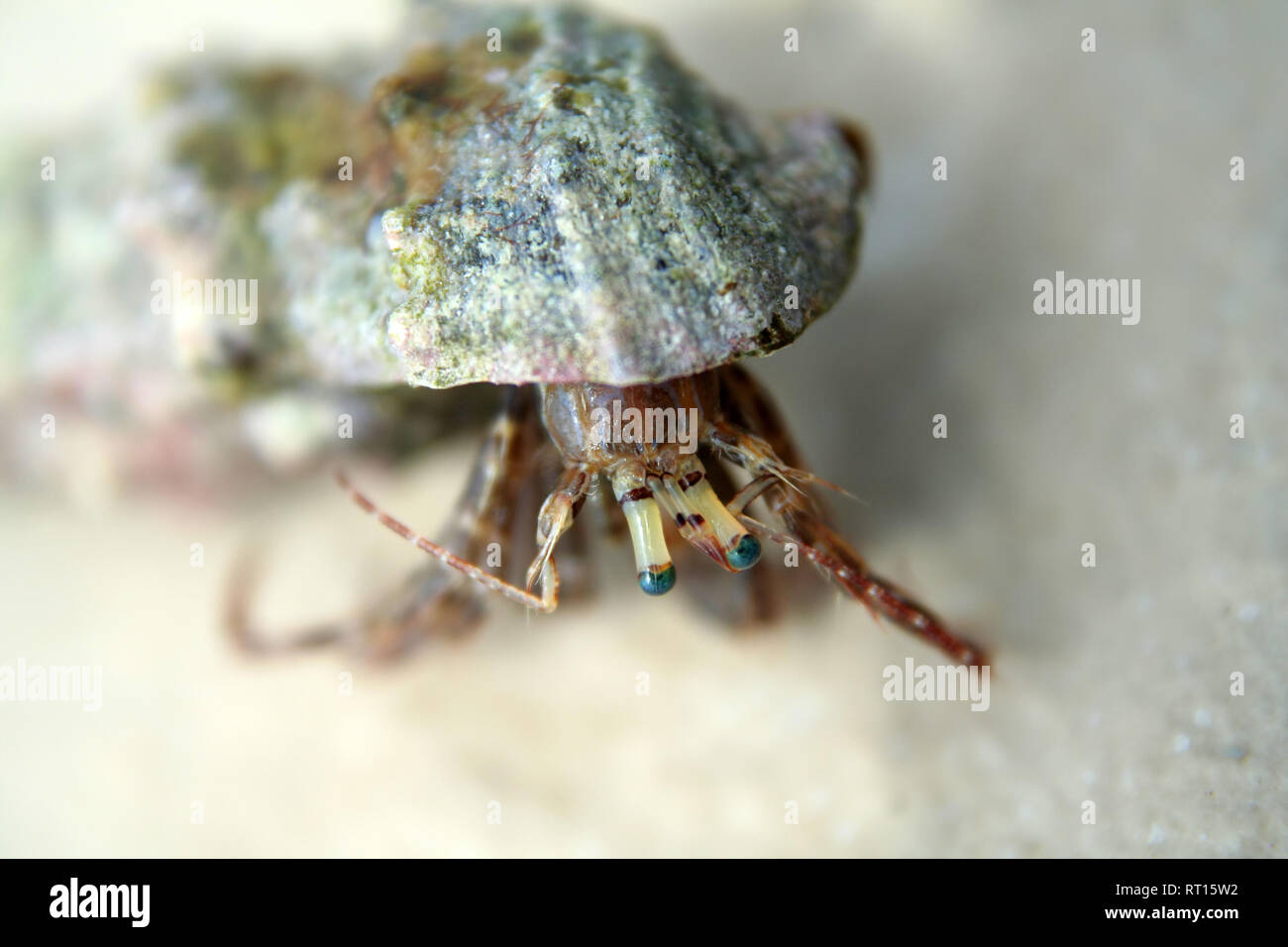 hermit crab in his shell Stock Photo - Alamy