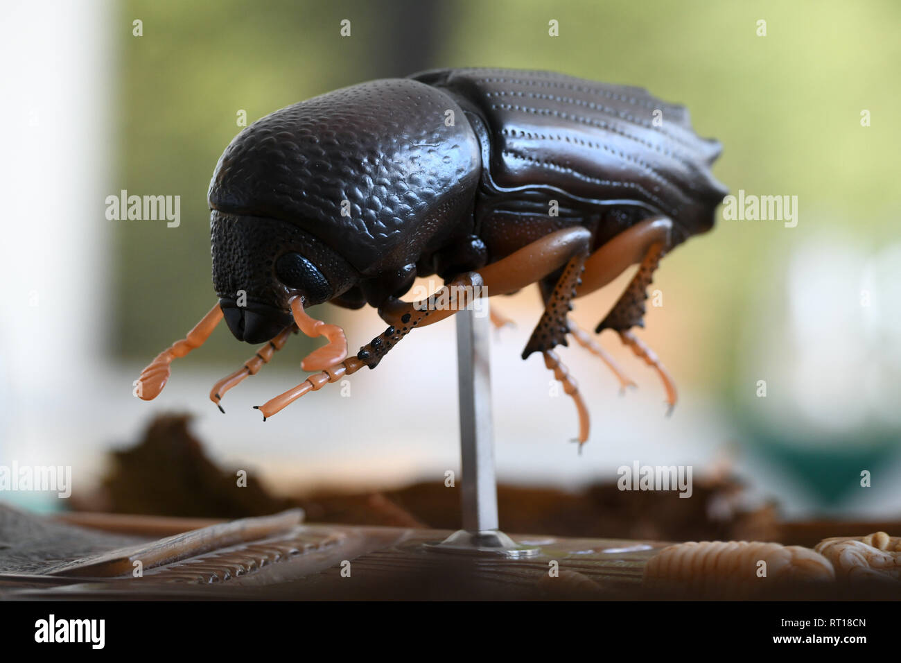 Borkenkafers hi-res stock photography and images - Alamy