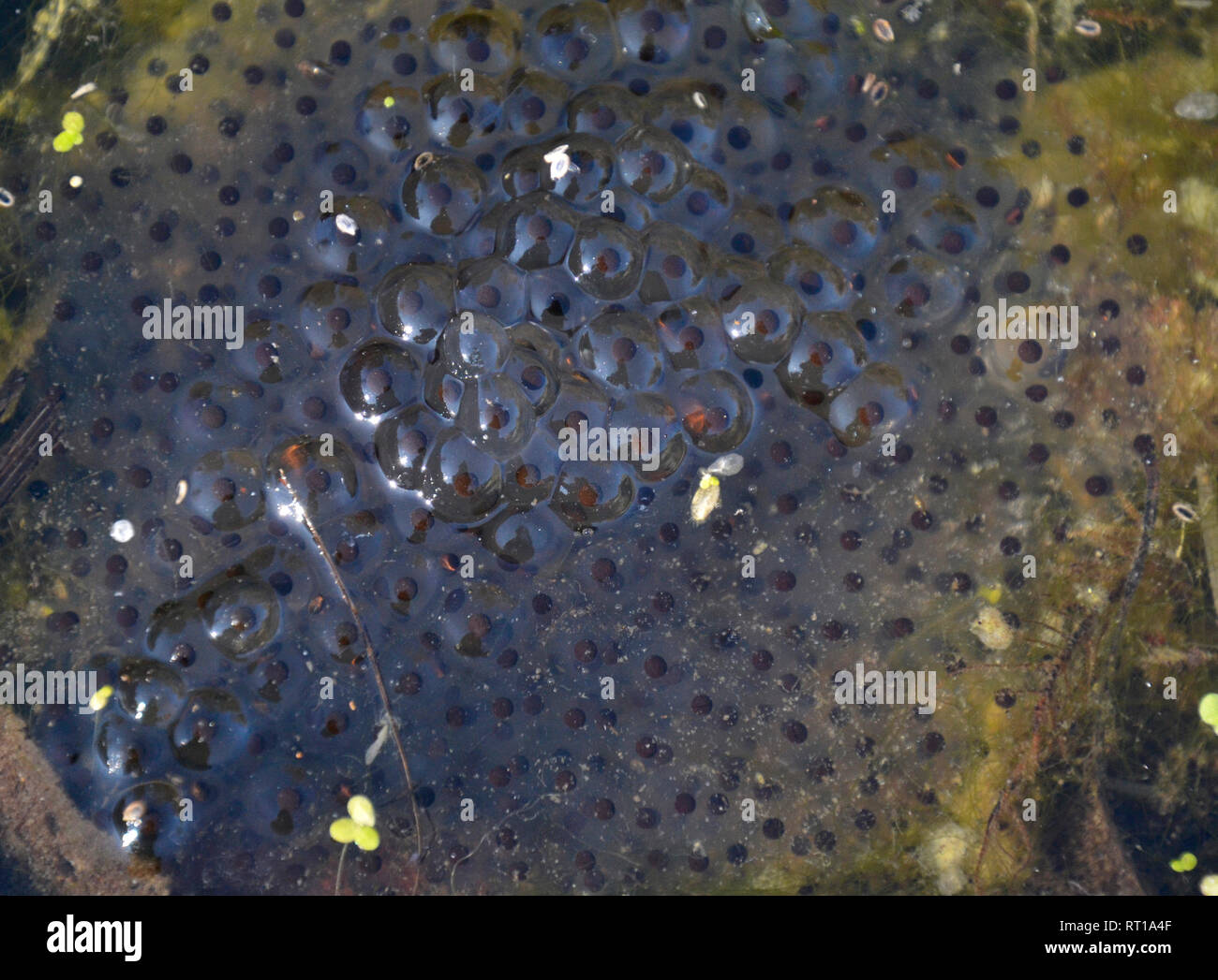 Early spring frogspawn in Buckinghamshire's heatwave, UK Stock Photo ...