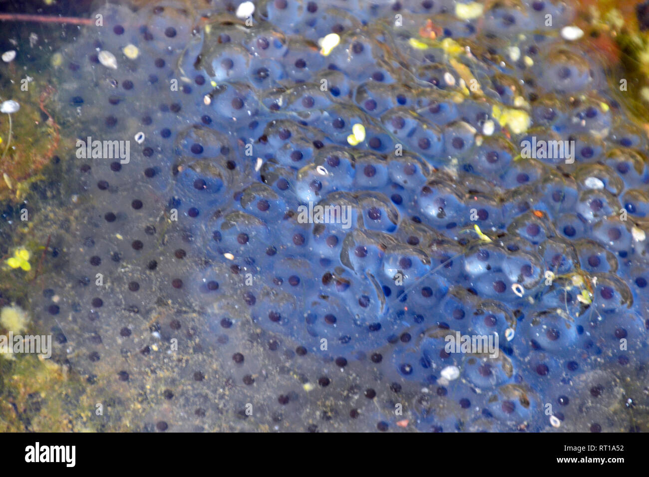 Early spring frogspawn in Buckinghamshire's heatwave, UK Stock Photo ...