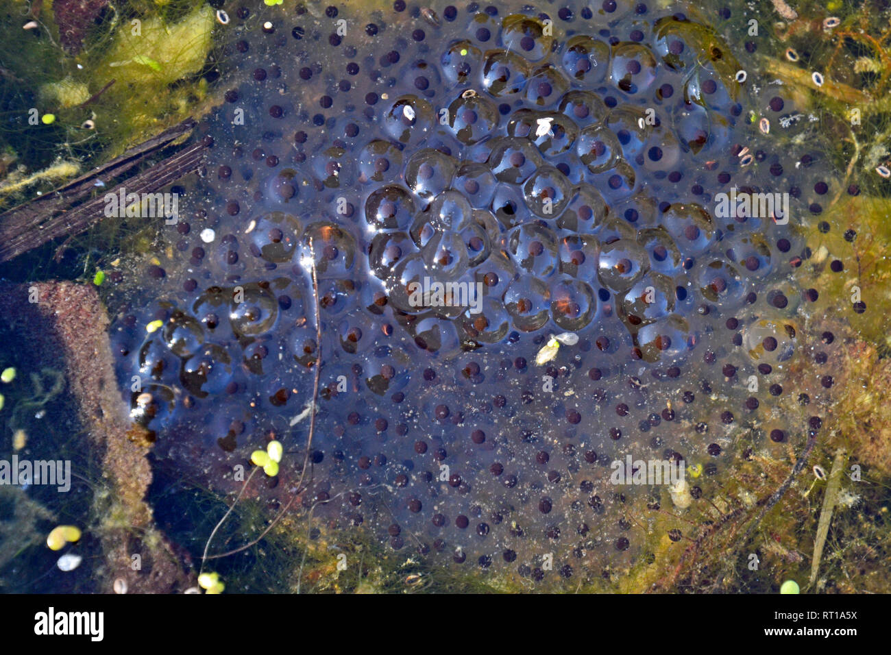 Early spring frogspawn in Buckinghamshire's heatwave, UK Stock Photo ...