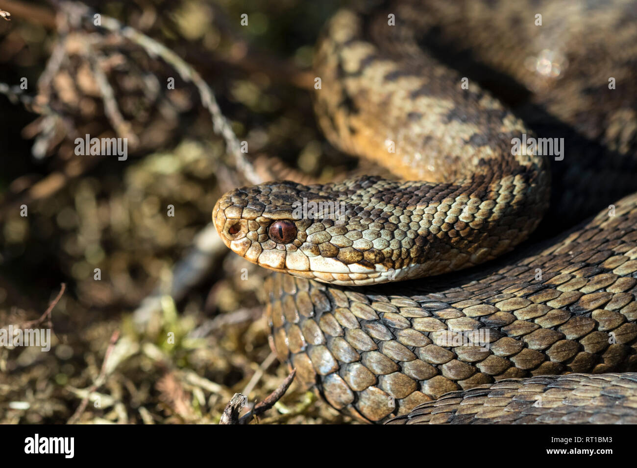 Adder skin close up uk hi-res stock photography and images - Alamy
