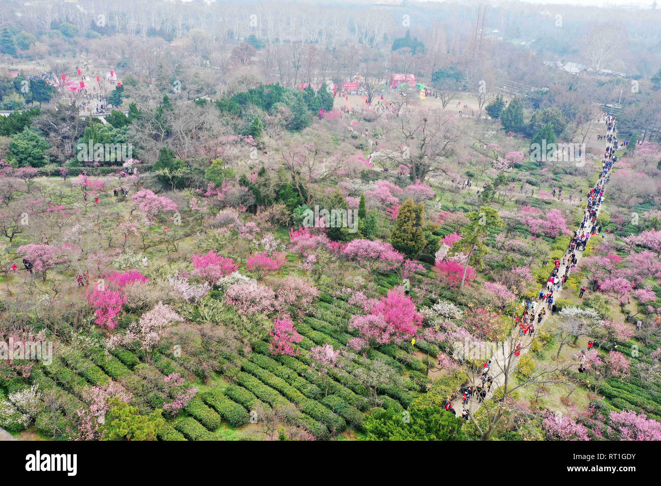 Nanjin, Nanjin, China. 28th Feb, 2019. Nanjing, CHINA-People enjoy plum ...