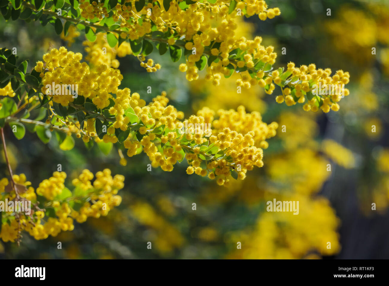 The beautiful Acacia chinchillensis (chinchilla wattle) blossom at Los ...