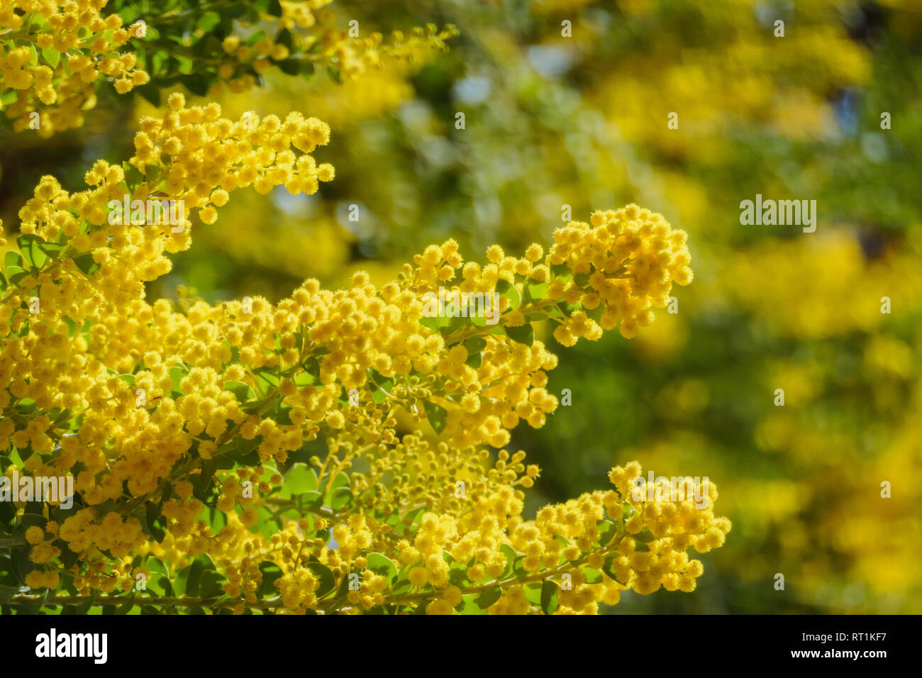 The beautiful Acacia chinchillensis (chinchilla wattle) blossom at Los ...