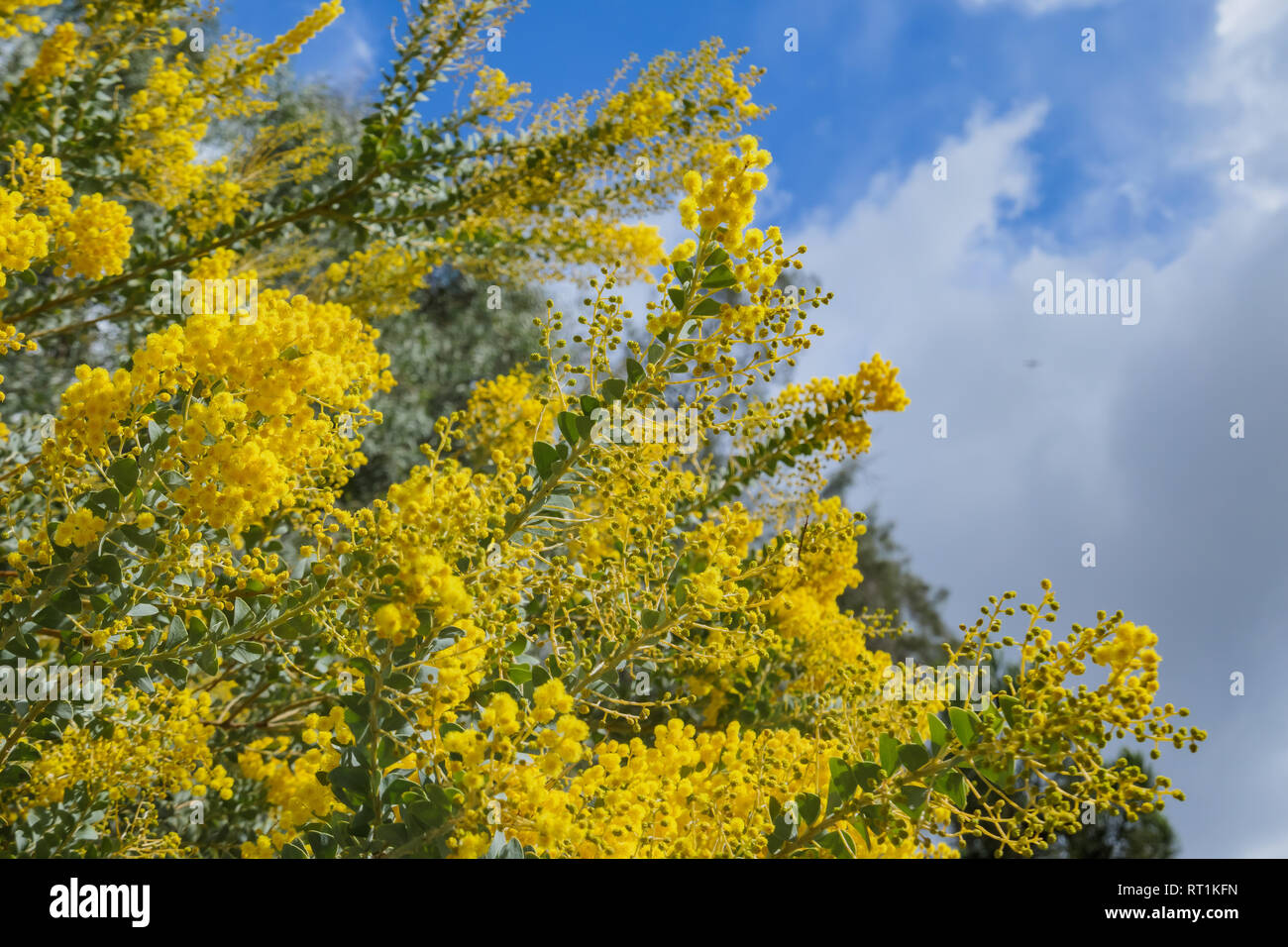 The beautiful Acacia chinchillensis (chinchilla wattle) blossom at Los ...