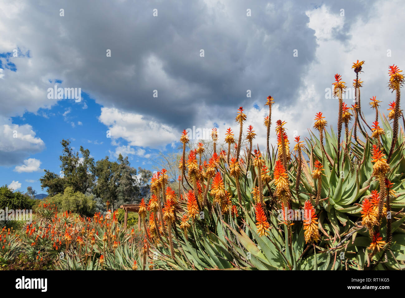 Aloe blossom hi-res stock photography and images - Alamy