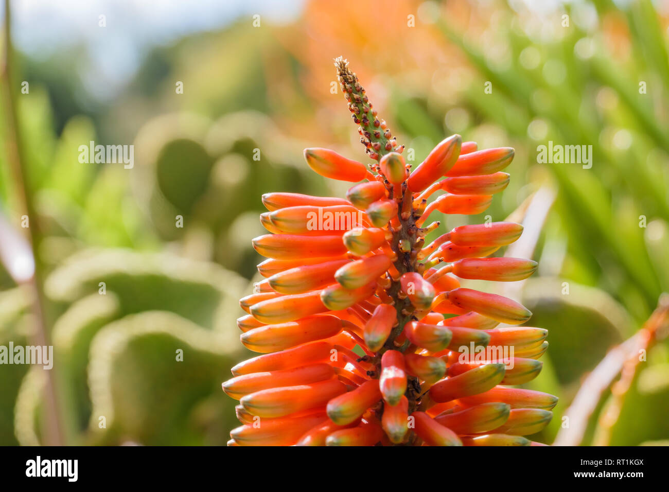 Close up shot of an orange Aloe blossom at Los Angeles, California ...