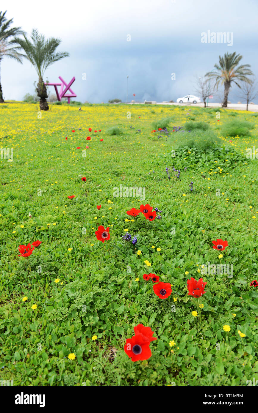 Early spring blossoms in the Golan Heights in Israel Stock Photo - Alamy
