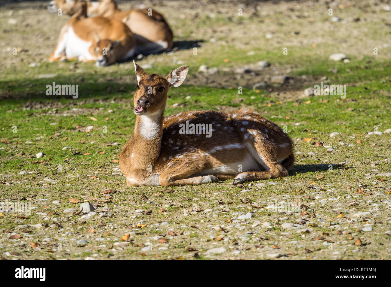 Muntjacs, also known as barking deer and Mastreani deer, are small deer ...
