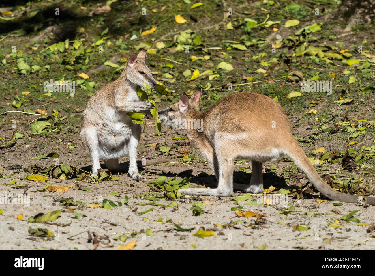 The agile wallaby, Macropus agilis also known as the sandy wallaby is a ...