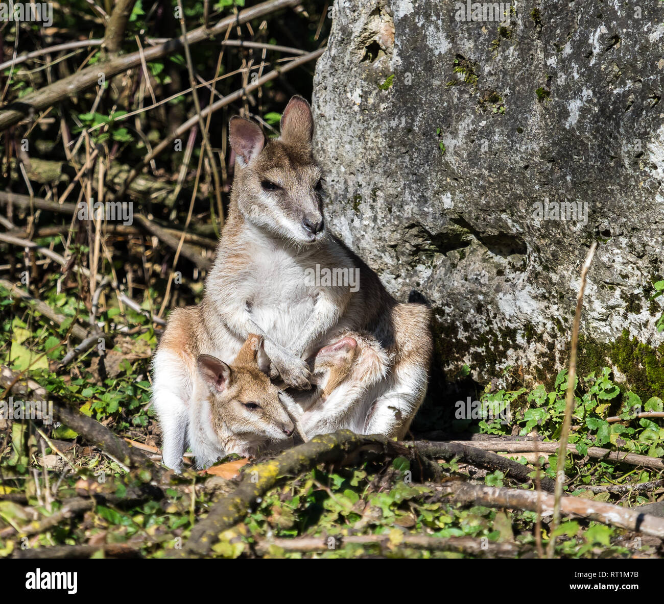 The agile wallaby, Macropus agilis also known as the sandy wallaby is a ...