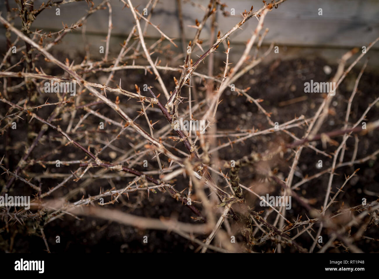 Hananoki gooseberry plant hi-res stock photography and images - Alamy
