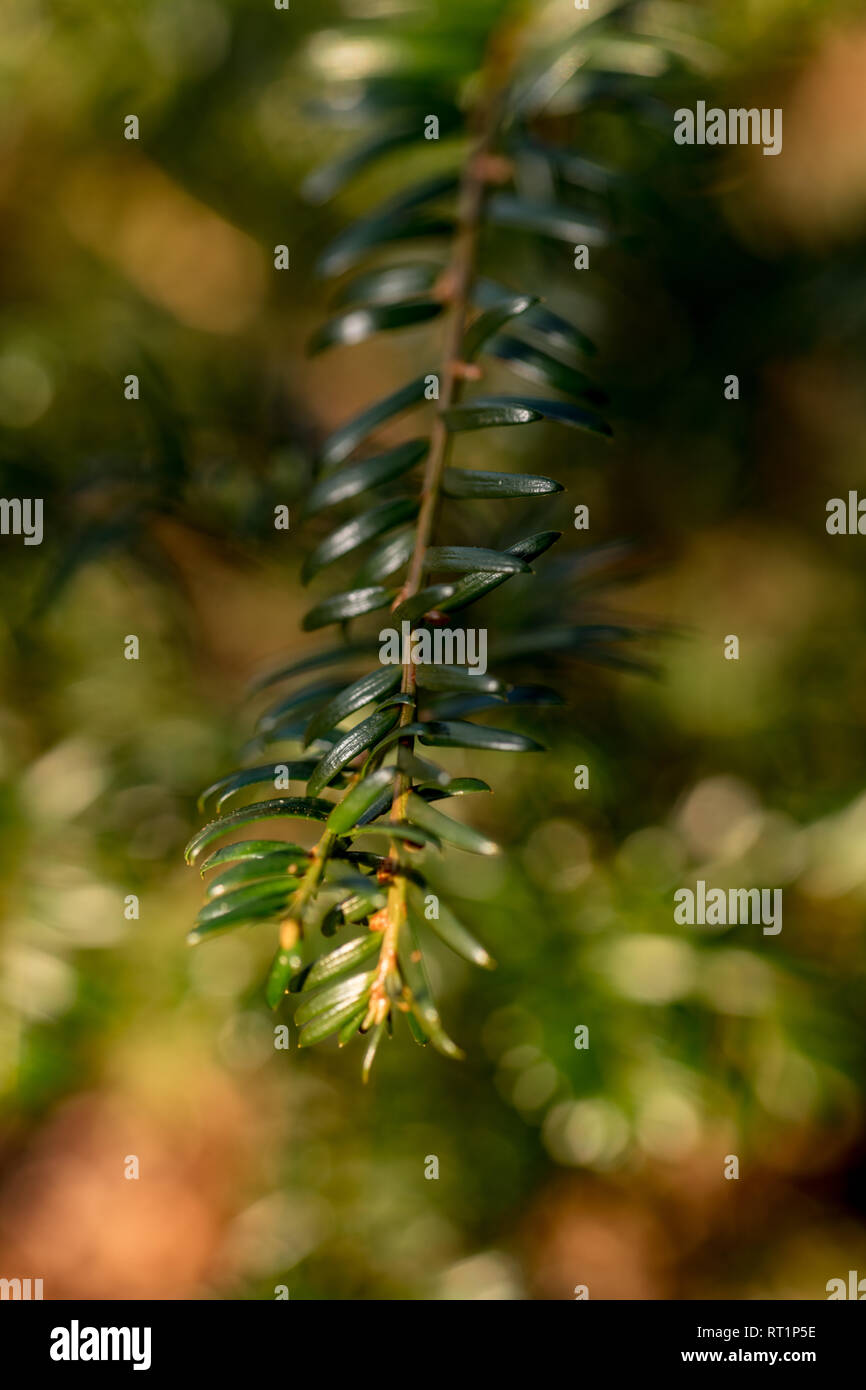 close up Taxus baccata leaves on stem Stock Photo - Alamy