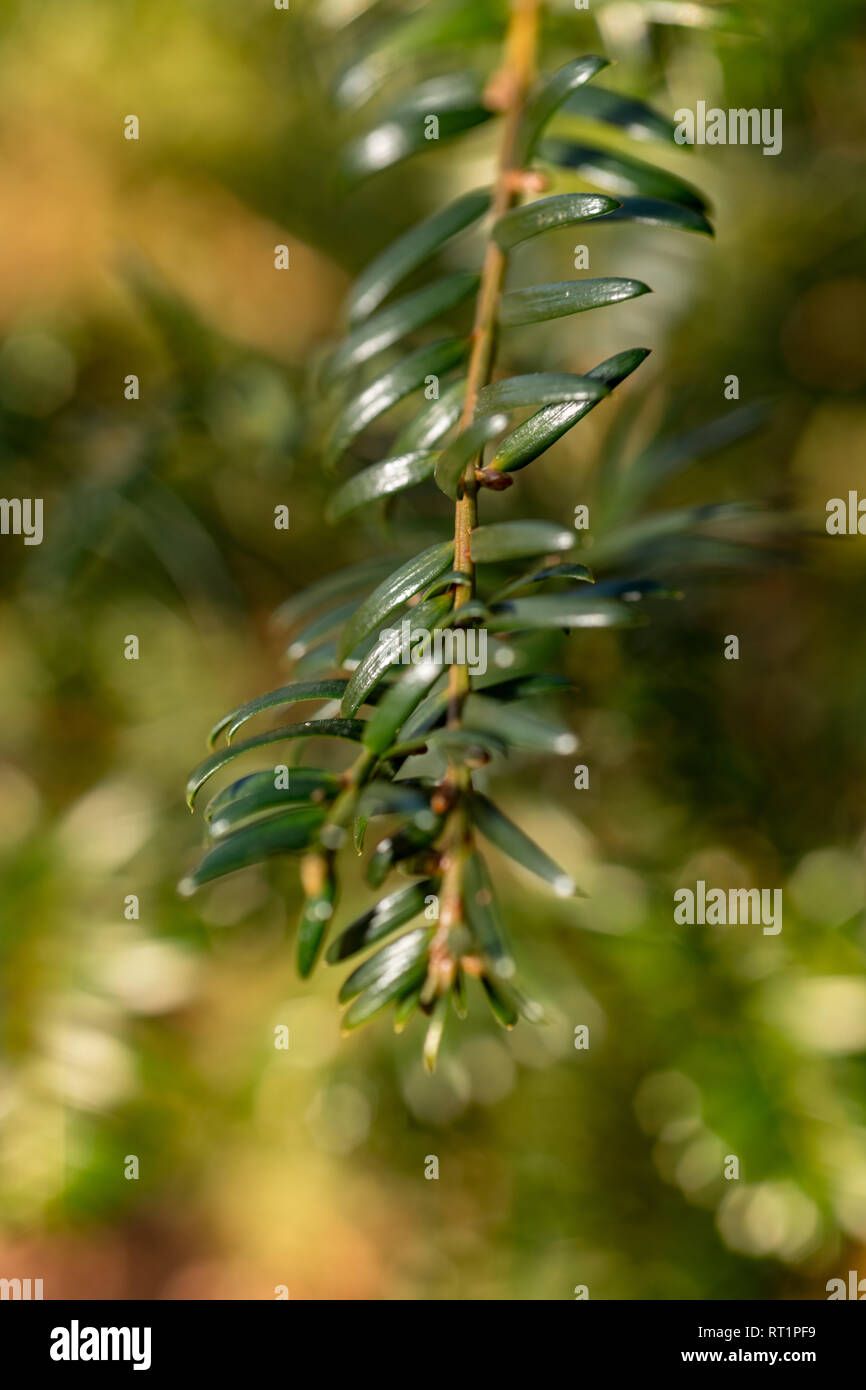 close up Taxus baccata leaves on stem Stock Photo - Alamy