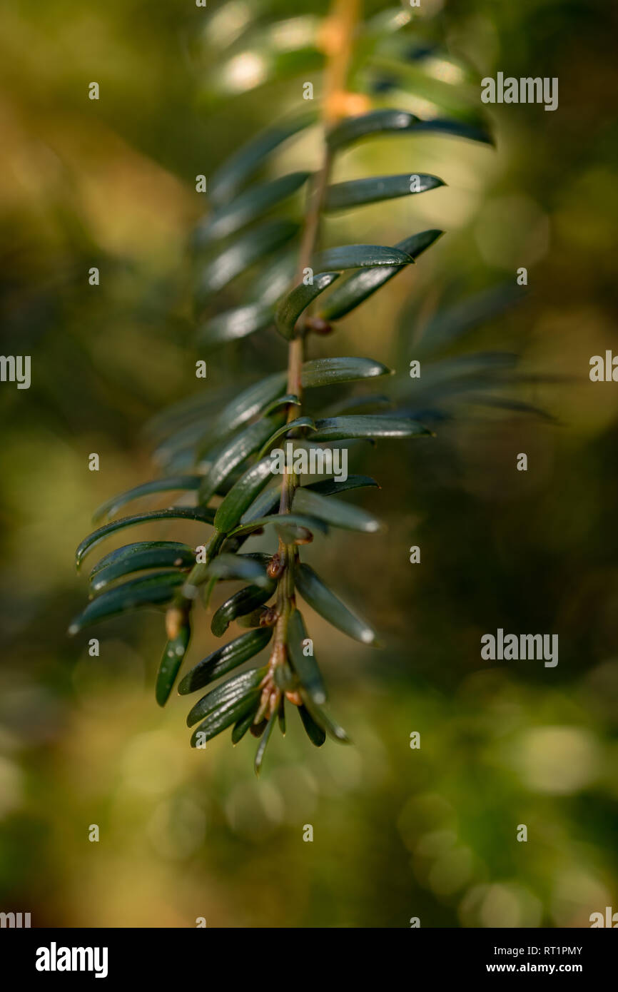 Taxus baccata leaves hi-res stock photography and images - Alamy