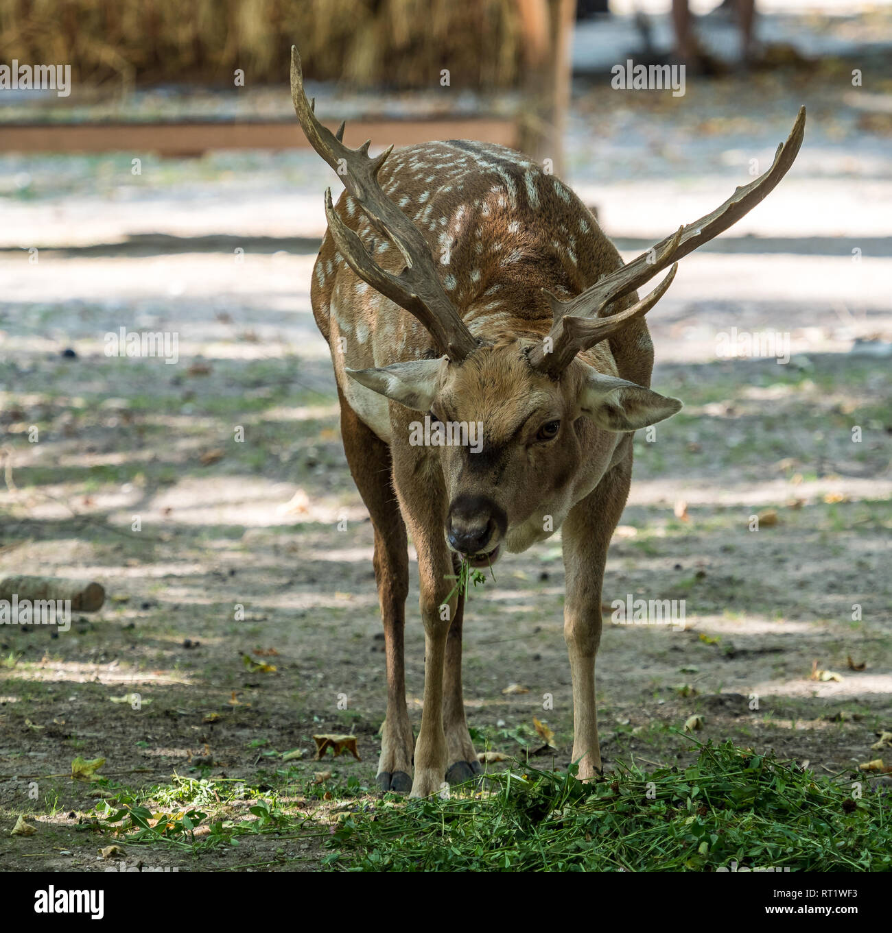 The fallow deer, Dama dama is a ruminant mammal belonging to the family ...