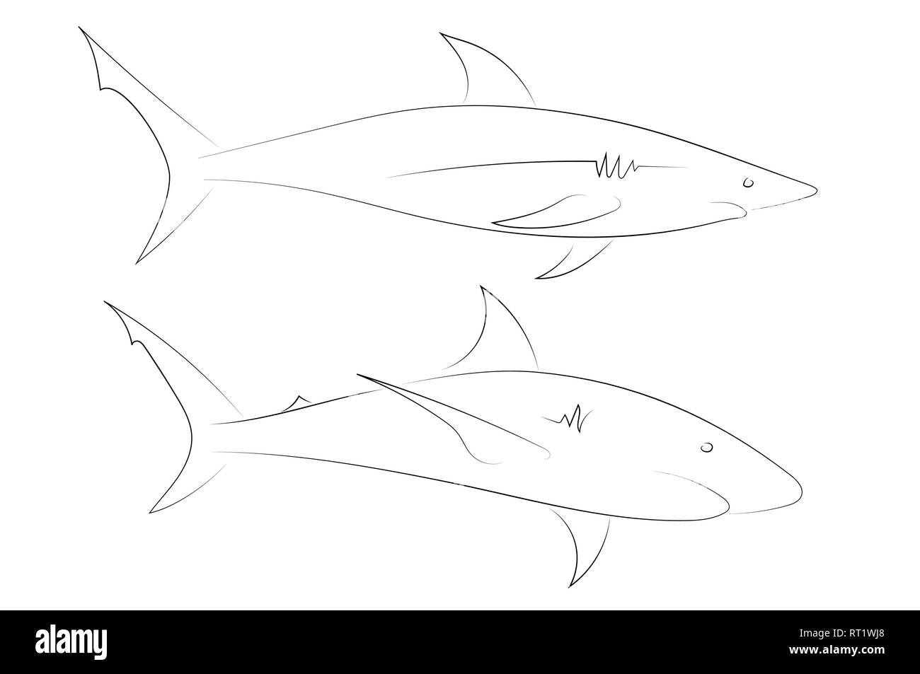 Black line sharks on white background. Hand drawn linear sketch. Vector ...