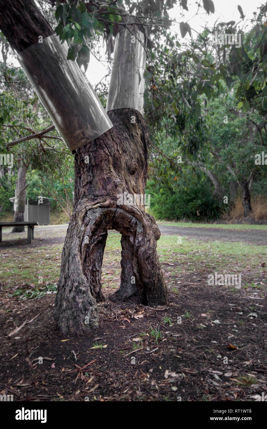 Arched trunk hi-res stock photography and images - Alamy