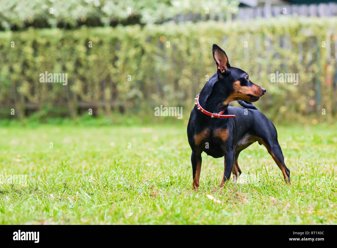 Portrait of a red miniature pinscher dog Stock Photo - Alamy