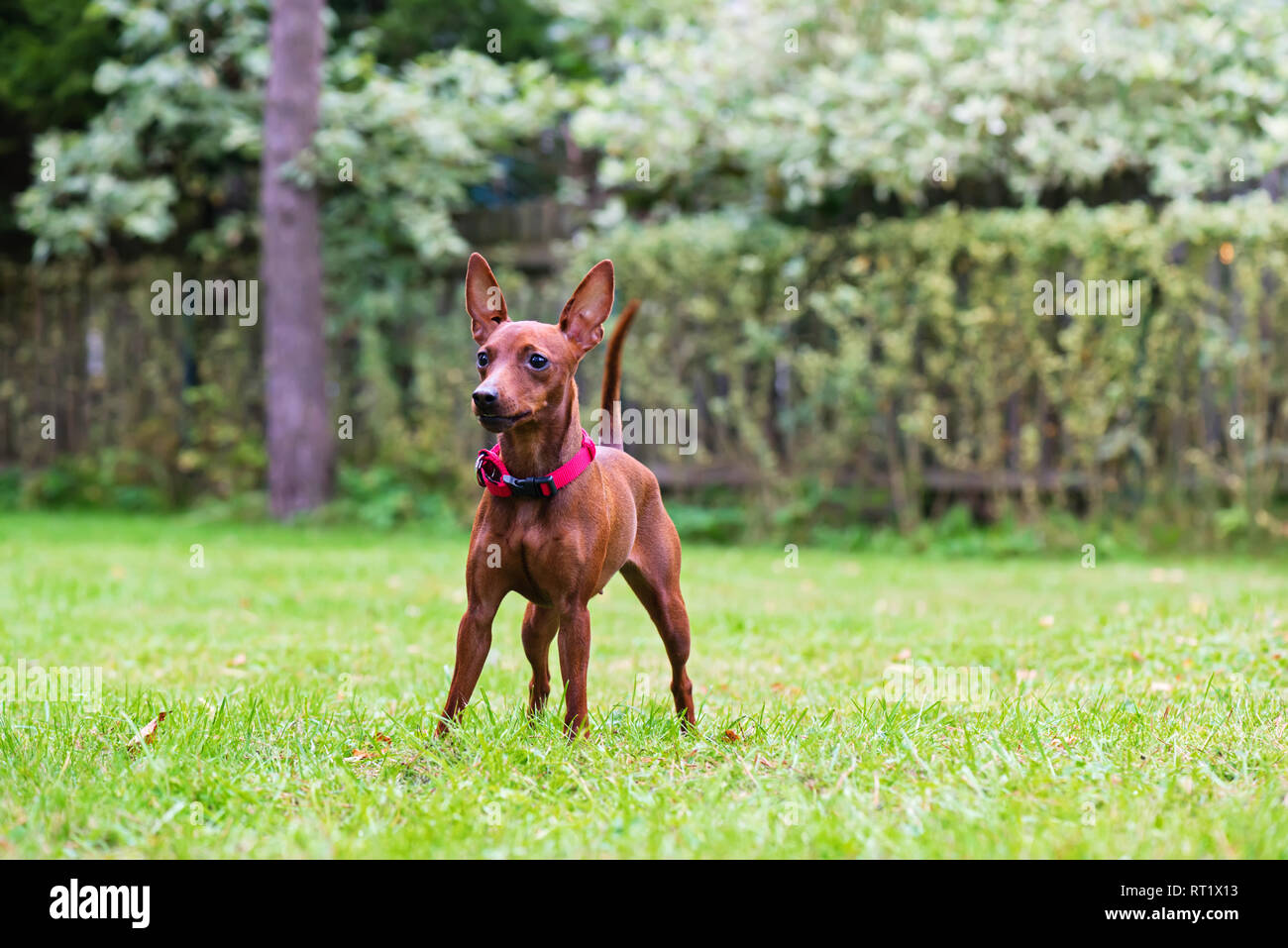 Portrait of a red miniature pinscher dog Stock Photo - Alamy