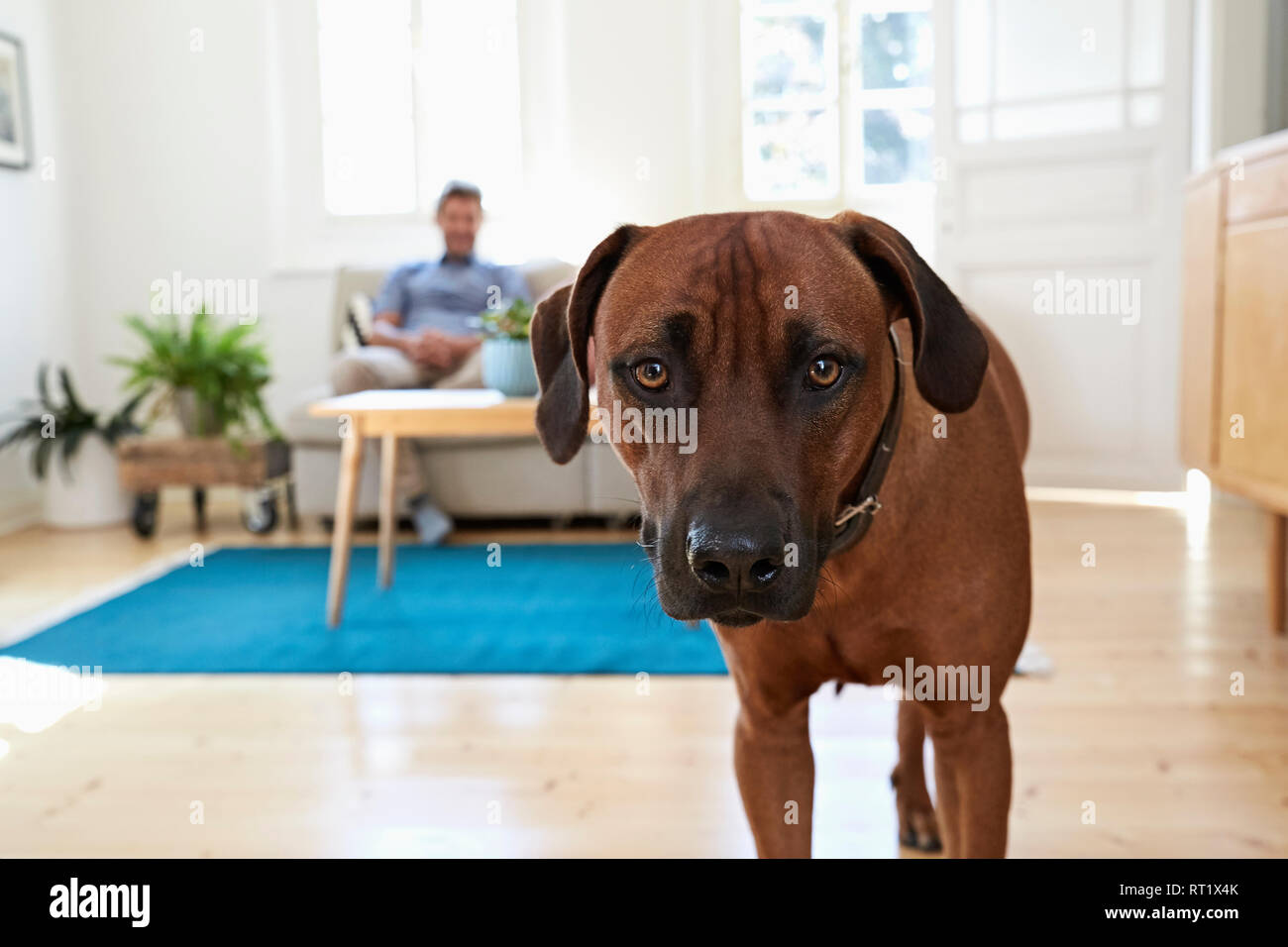 Rhodesian ridgeback standing in living room, man siting on couch in ...