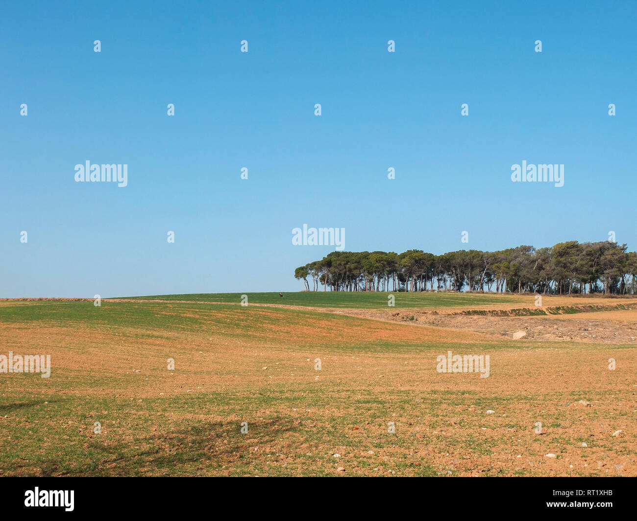 Hillside. Line of trees in a dry field in Gallecs, Catalonia, Spain ...
