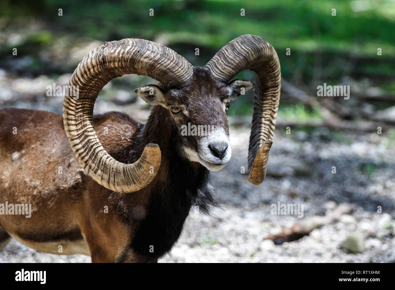 The European mouflon, Ovis orientalis musimon is the westernmost and ...
