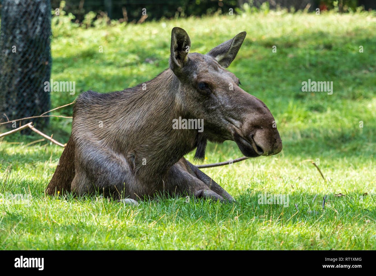 European Moose, Alces alces, also known as the elk. Wild life animal ...