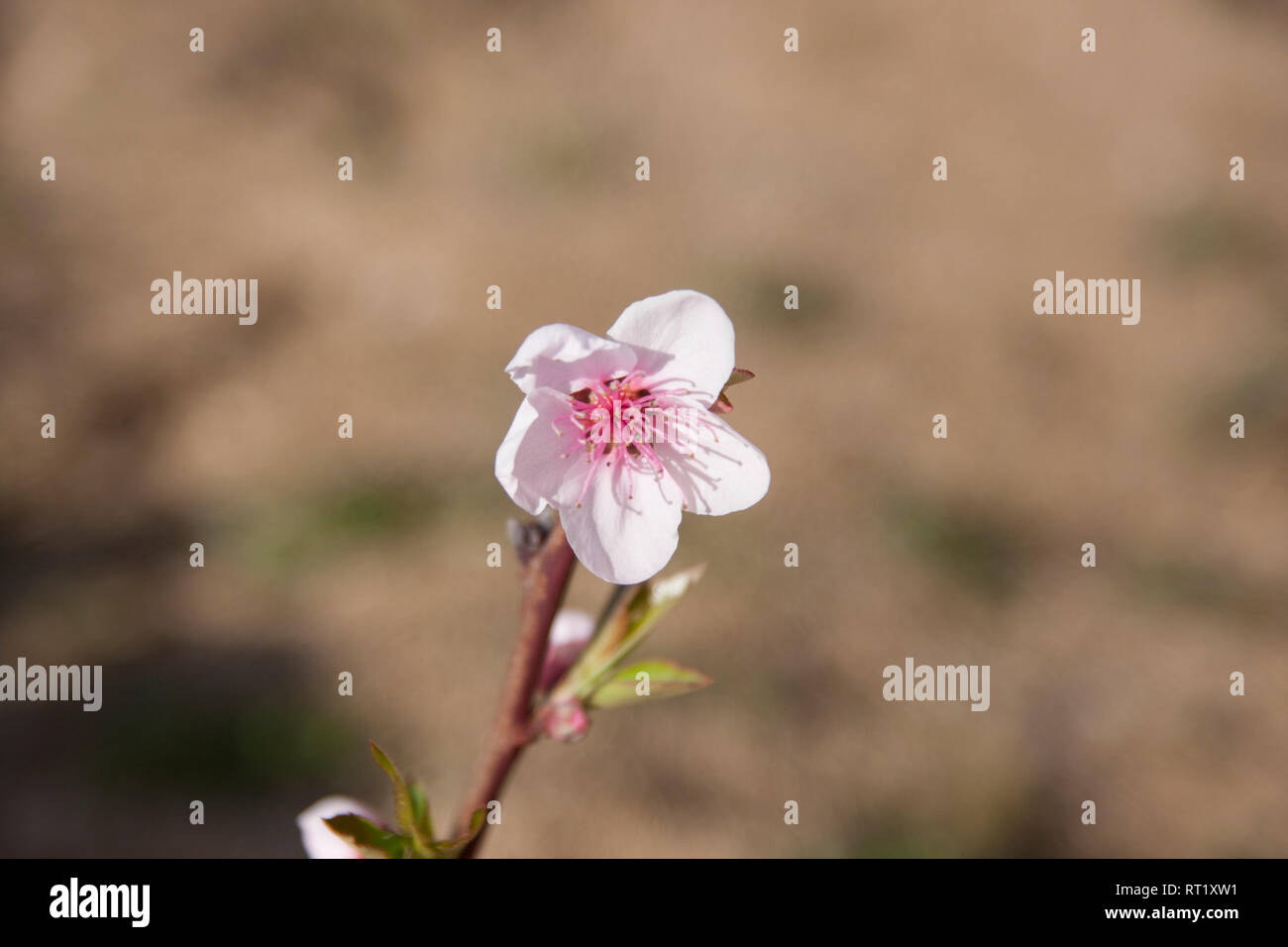 Spring blossom, prunus avium. Wild cherry or sweet cherry tree ...