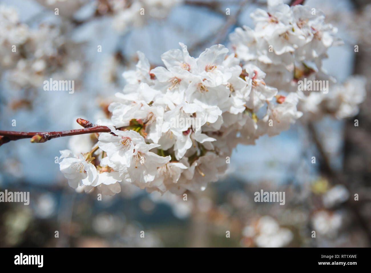 Spring blossom, prunus avium. Wild cherry or sweet cherry tree ...