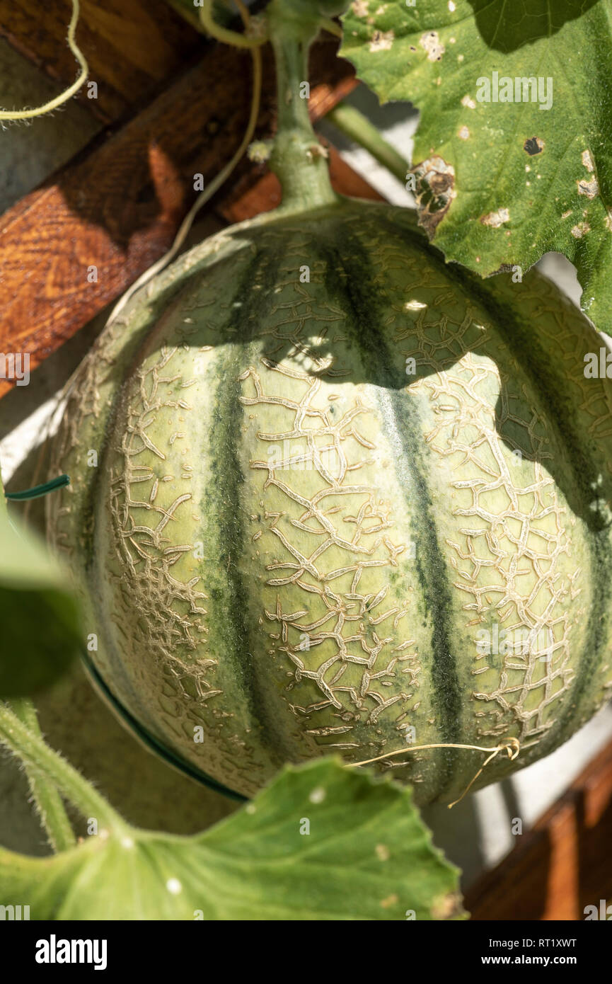Melon eau hi-res stock photography and images - Alamy