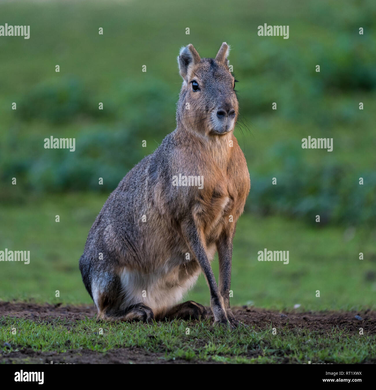 Patagonian Mara, Dolichotis patagonum. These large relatives of guinea ...