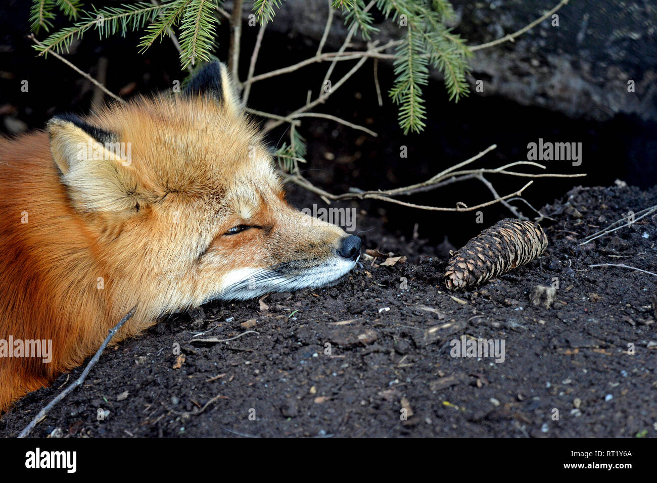 Fox, fox in February, foxes, doggy, crafty fox, predator, pure corner ...