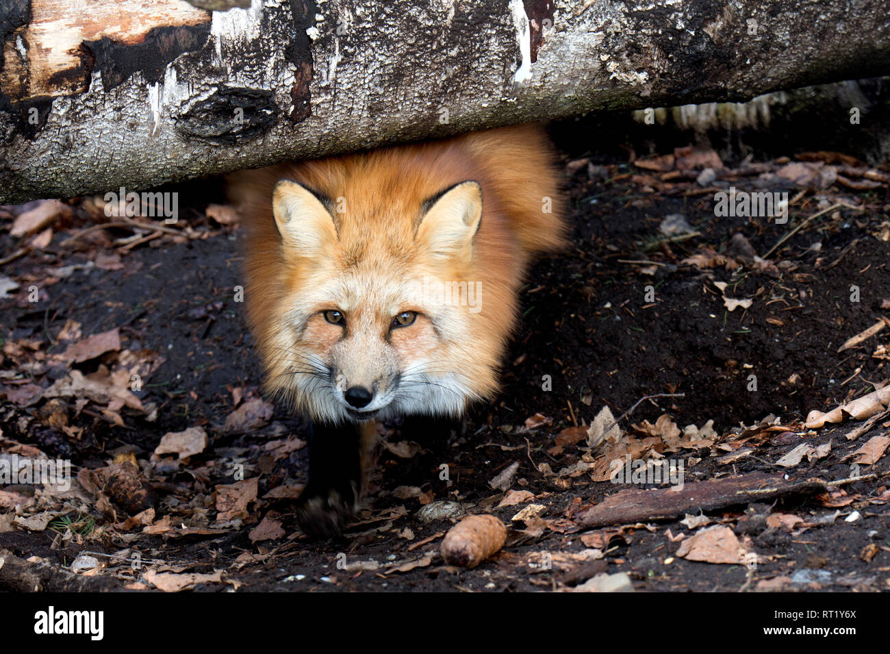 Fox, fox in February, foxes, doggy, crafty fox, predator, pure corner ...