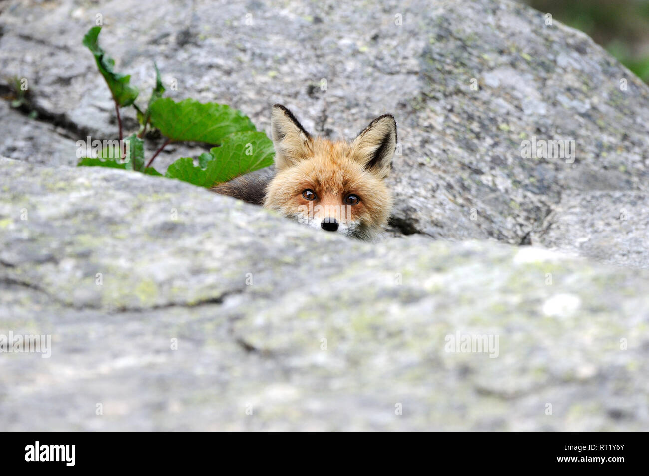 Red fox, fox, predator, doggy, pure corner, crafty fox, European fox, Vulpes vulpes, foxes, pure ...