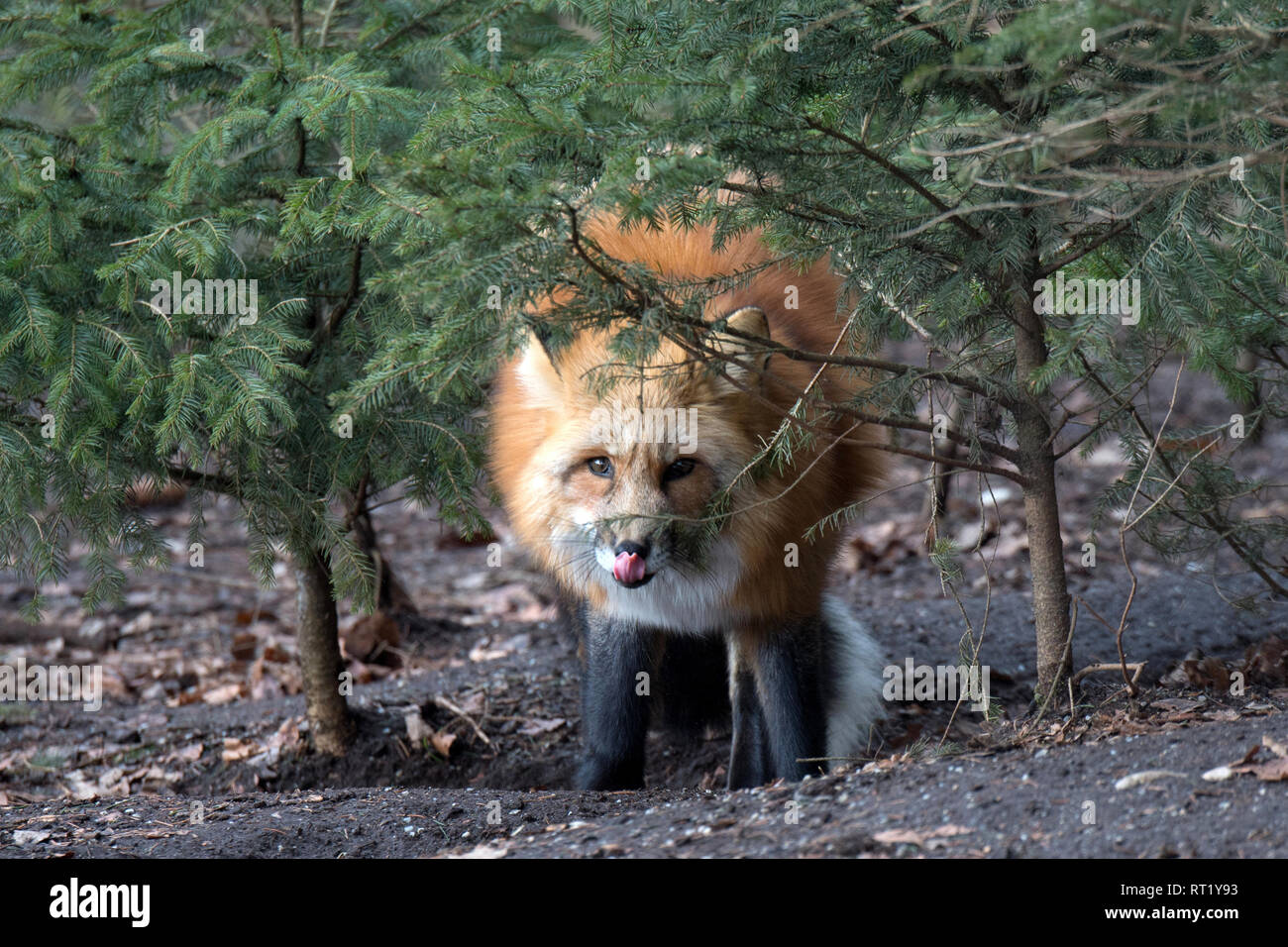 Fox, fox in February, foxes, doggy, crafty fox, predator, pure corner ...